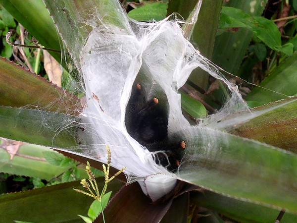 Une matoutou à la place de l’ananas ! | Photomatisme | Photographe ...