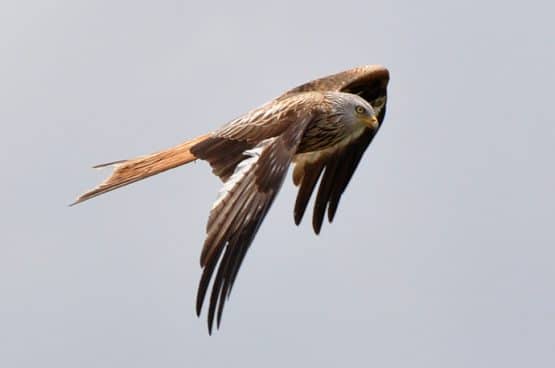 Les rapaces des Pyrénées | Photomatisme | Photographe Montargis