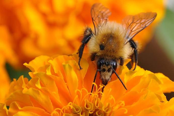 Le bourdon fébrile | Photomatisme