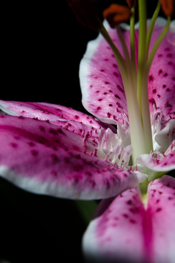 Fleur de Lys | Photomatisme | Photographe Montargis