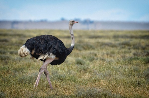 Danse des autruches | Photomatisme | Photographe Montargis