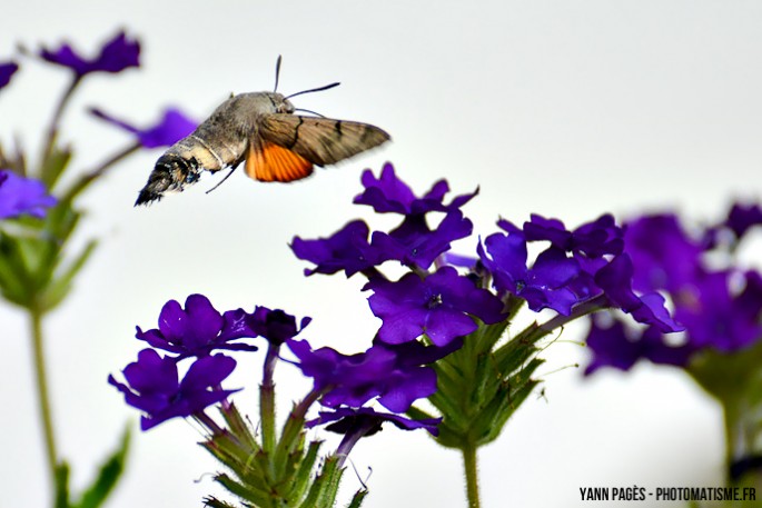 Papillon colibri | Photomatisme | Photographe Montargis