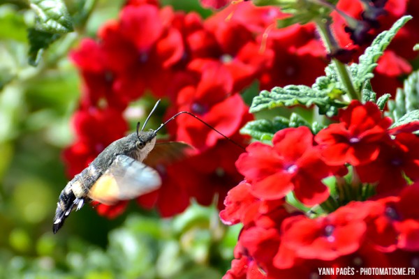 Papillon colibri | Photomatisme | Photographe Montargis