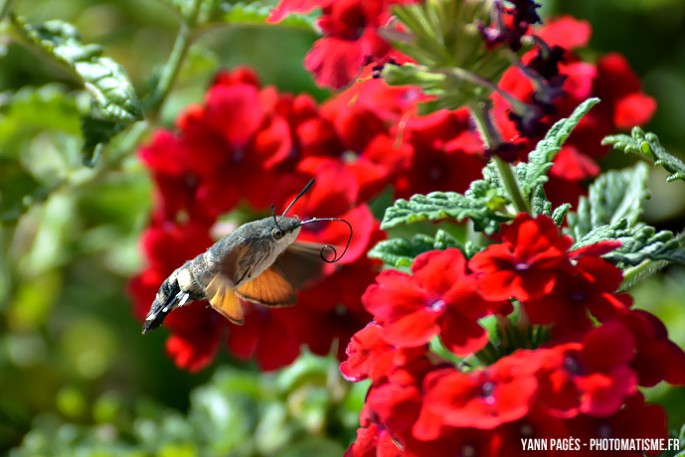 Papillon colibri | Photomatisme | Photographe Montargis