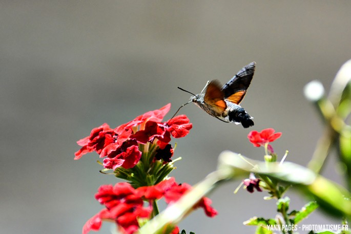 Papillon colibri | Photomatisme | Photographe Montargis