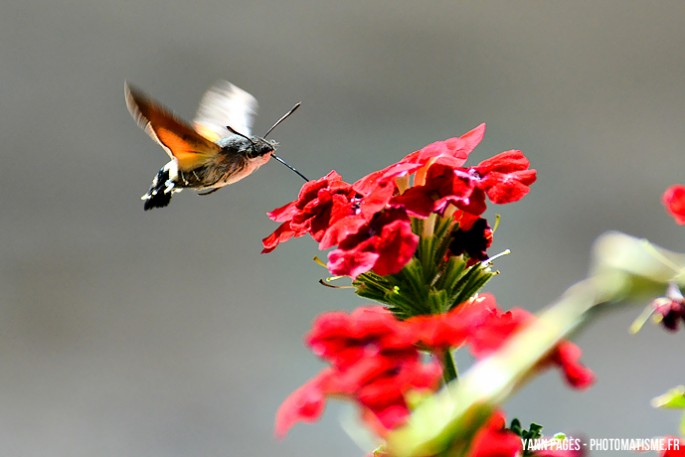Papillon colibri | Photomatisme | Photographe Montargis