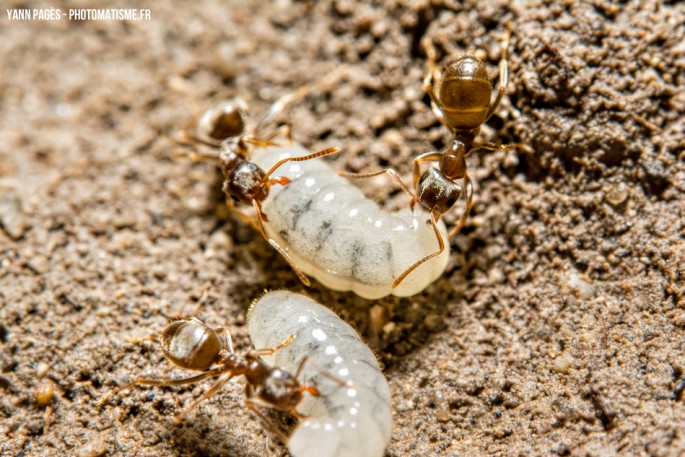 Fourmis et larves | Photomatisme | Photographe Montargis