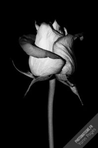 Rose en noir et blanc | Photomatisme