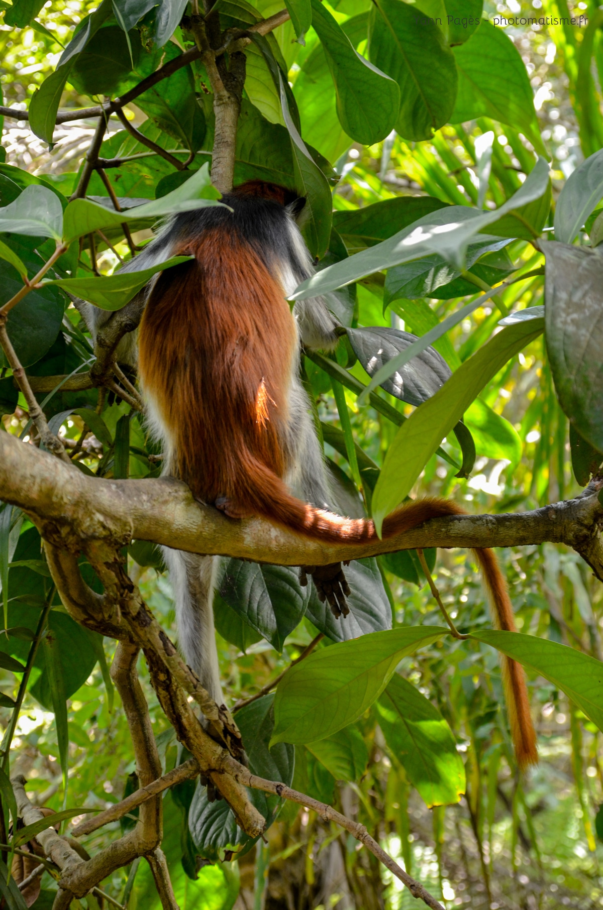 colobe_roux_zanzibar (13) | Photomatisme