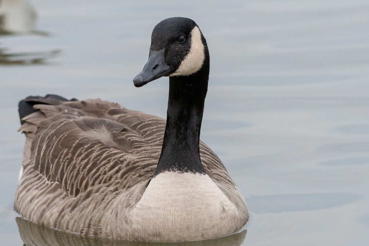 Bernache du Canada | Photomatisme